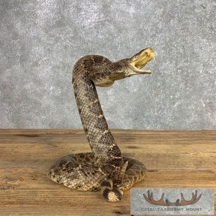 Western Diamondback Rattlesnake Taxidermy Mount For Sale - Creel Taxidermy