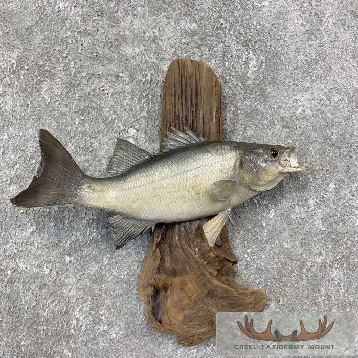11.5" White Bass Taxidermy Fish Mount For Sale - Creel Taxidermy