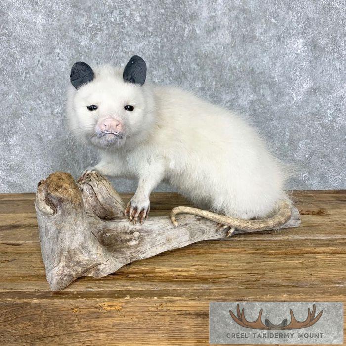 White Opossum Taxidermy Mount For Sale - Creel Taxidermy