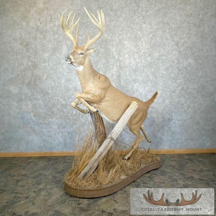Whitetail Deer Life-Size Taxidermy Mount For sale - Creel Taxidermy