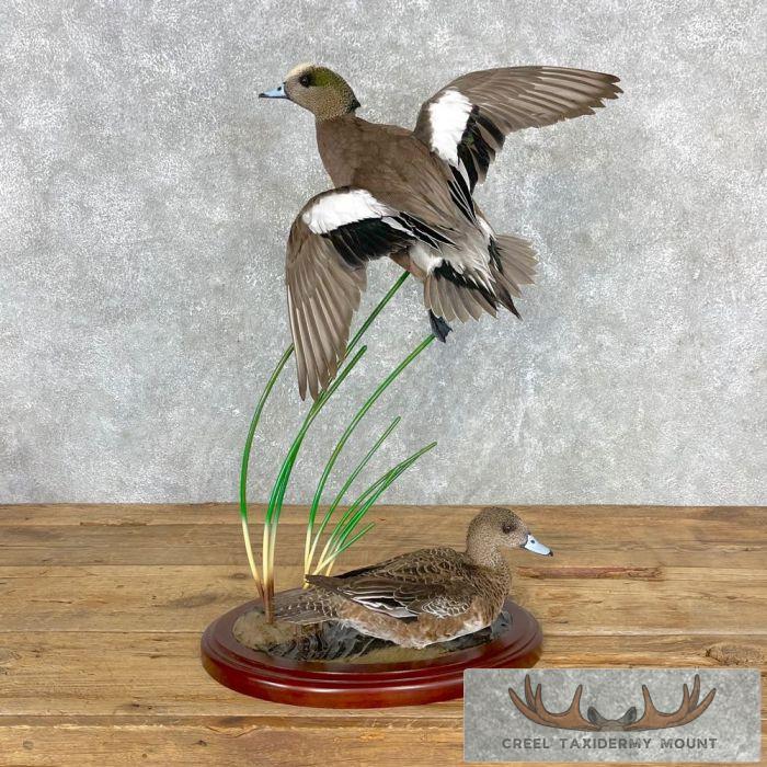 American Wigeon Duck Taxidermy Bird Mount For Sale - Creel Taxidermy