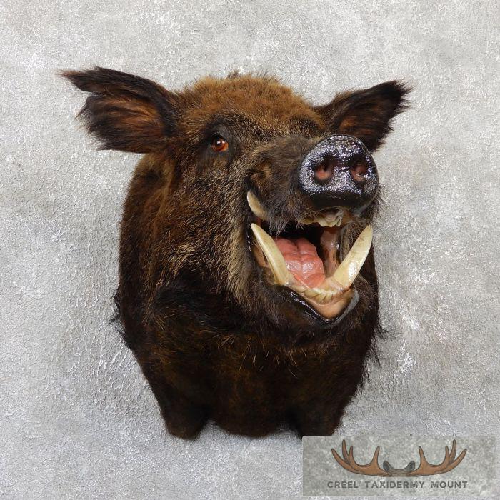Wild Boar Taxidermy Shoulder Mount For Sale - Creel Taxidermy