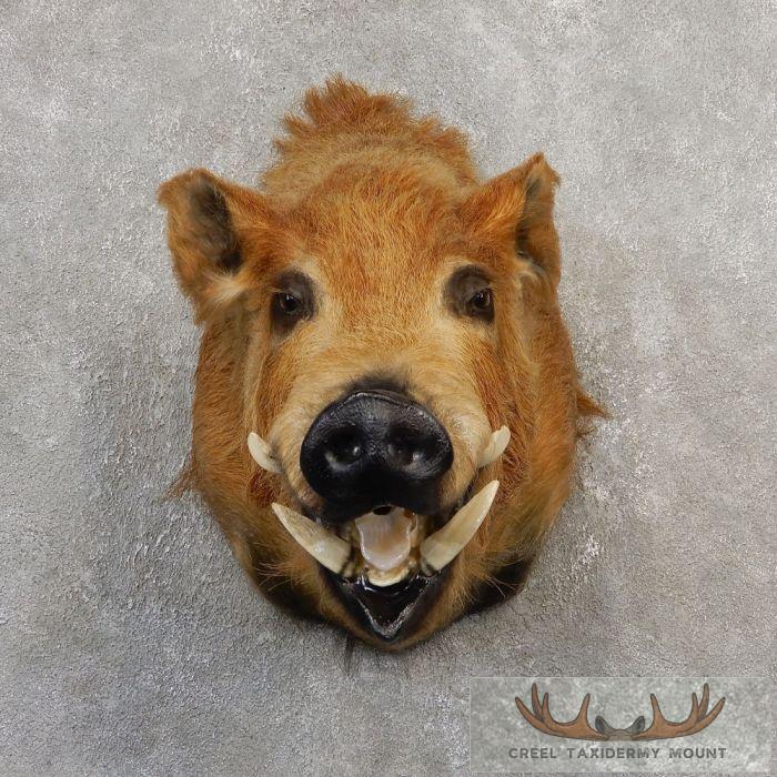Wild Boar Taxidermy Shoulder Mount For Sale - Creel Taxidermy