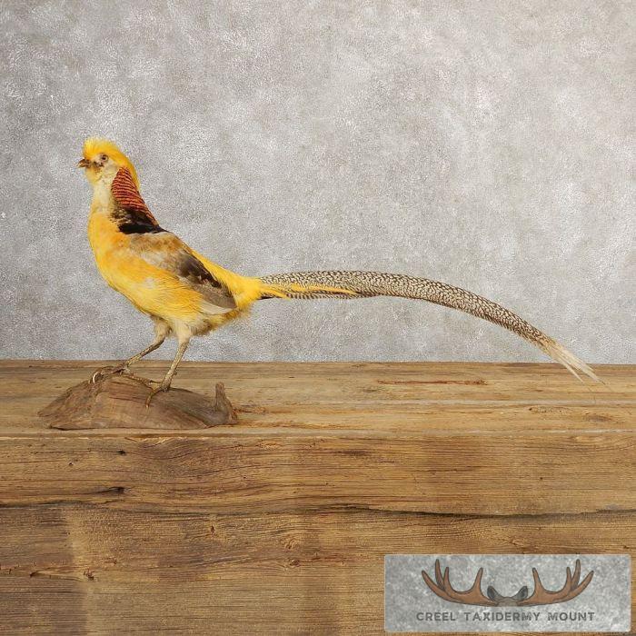 Golden Pheasant Taxidermy Bird Mount For Sale - Creel Taxidermy