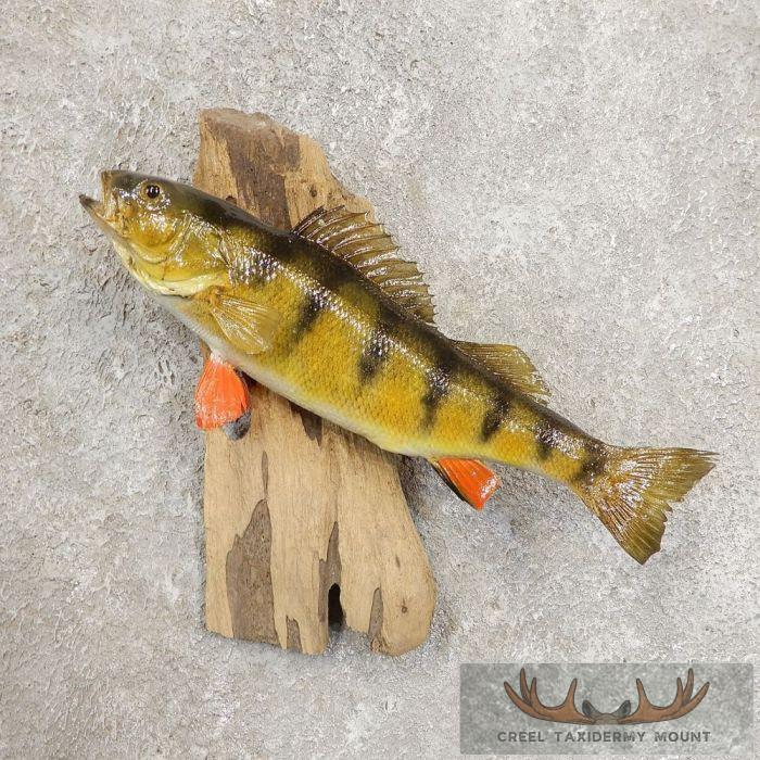 11" Perch Freshwater Fish Taxidermy Mount For Sale - Creel Taxidermy