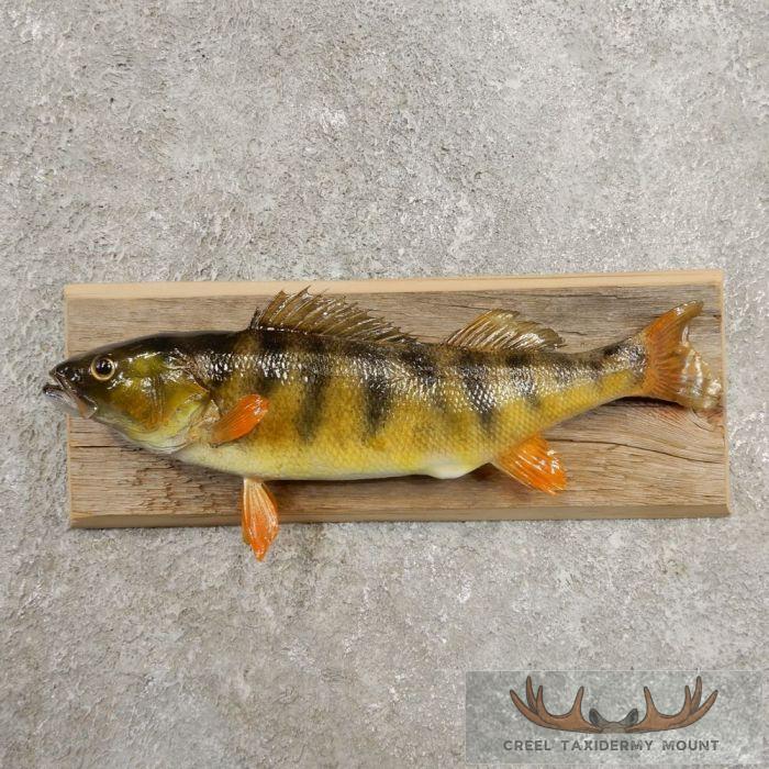 Perch Freshwater Fish Taxidermy Mount For Sale - Creel Taxidermy