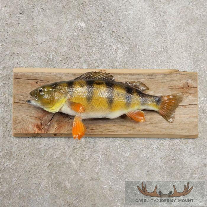 Perch Freshwater Fish Taxidermy Mount For Sale - Creel Taxidermy