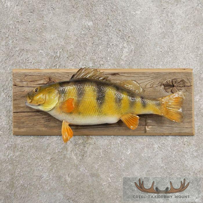 Perch Freshwater Fish Taxidermy Mount For Sale - Creel Taxidermy