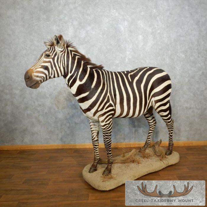 African Zebra Life Size Taxidermy Mount For Sale - Creel Taxidermy