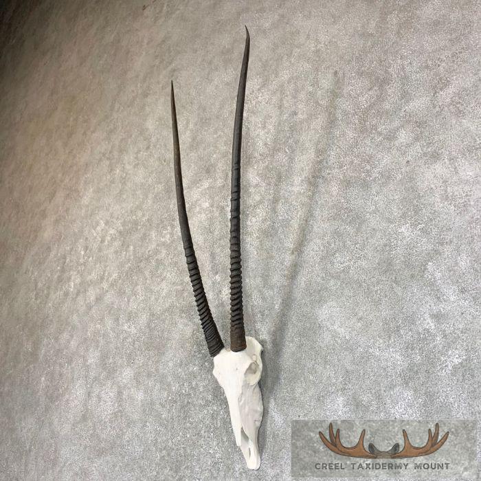 Gemsbok Skull European Taxidermy Mount For Sale - Creel Taxidermy