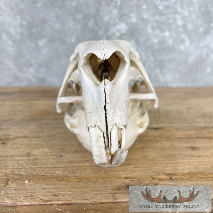 Capybara Full Skull Taxidermy Mount For Sale - Creel Taxidermy