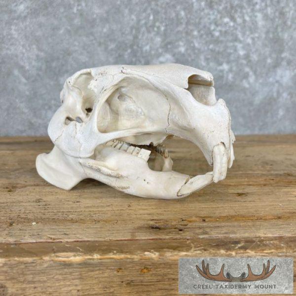 Capybara Full Skull Taxidermy Mount For Sale - Creel Taxidermy
