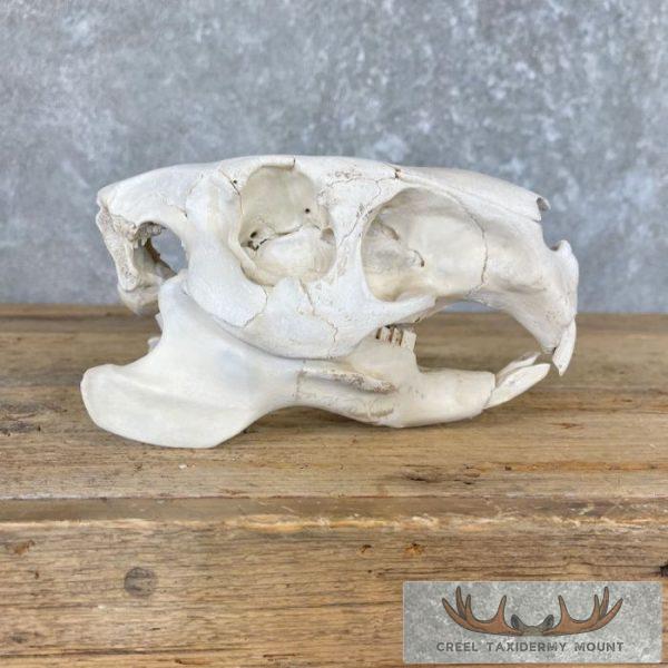 Capybara Full Skull Taxidermy Mount For Sale - Creel Taxidermy