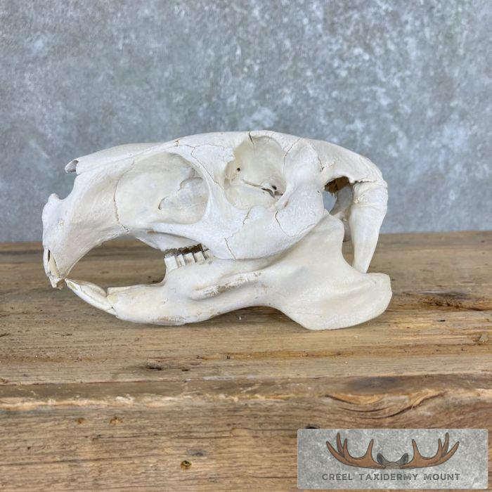 Capybara Full Skull Taxidermy Mount For Sale - Creel Taxidermy