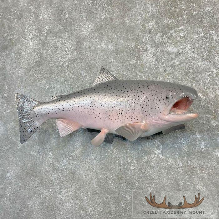 Coho Salmon Taxidermy Fish Mount For Sale - Creel Taxidermy