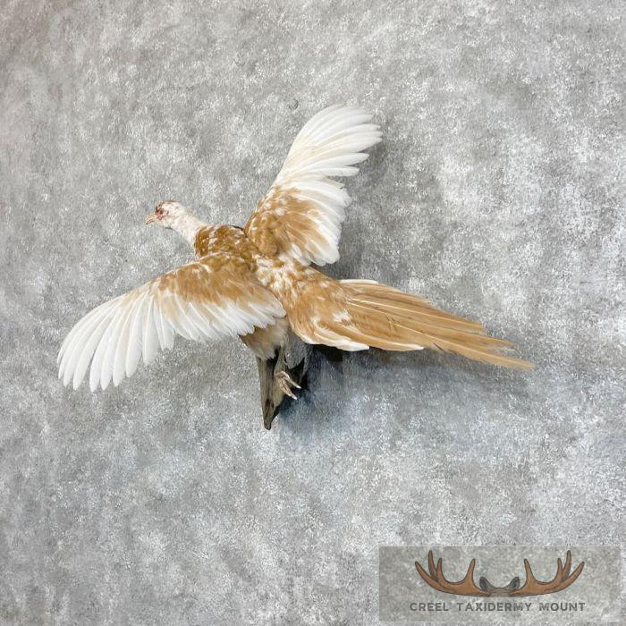 Buff Ringneck Pheasant Taxidermy Bird Mount For Sale - Creel Taxidermy