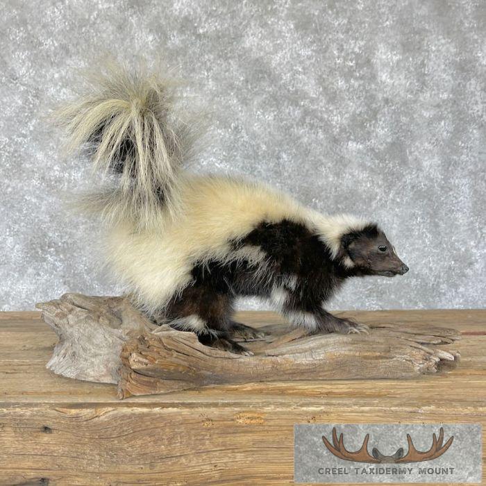 Hooded Skunk Taxidermy Mount For Sale - Creel Taxidermy
