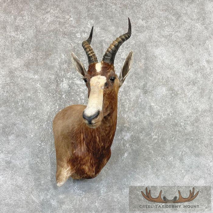 African Blesbok Taxidermy Wall Pedestal Mount For Sale - Creel Taxidermy