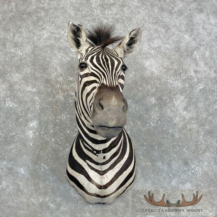 African Burchell's Zebra Taxidermy Shoulder Mount For Sale - Creel ...