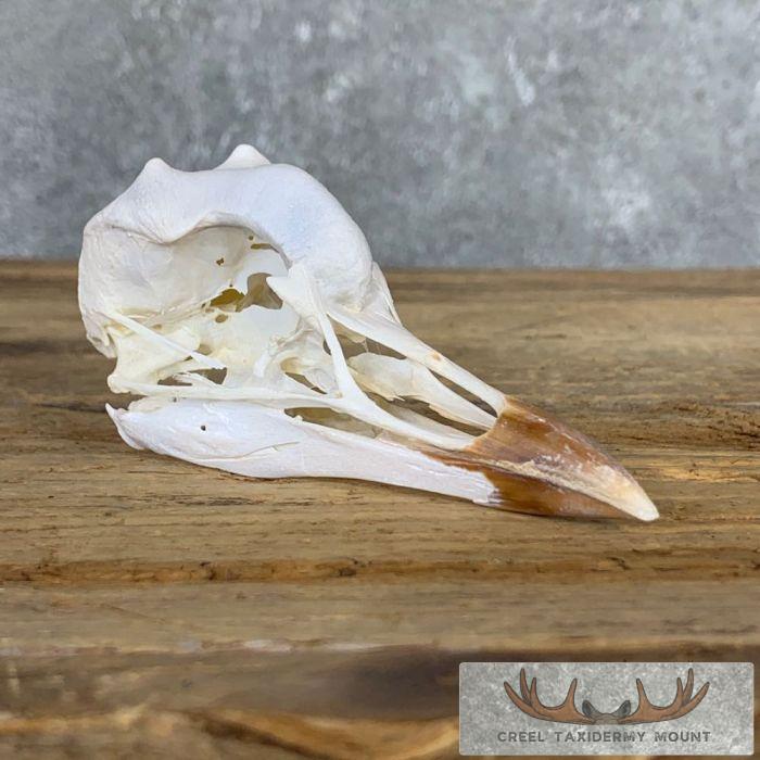 African Crowned Crane Skull For Sale - Creel Taxidermy