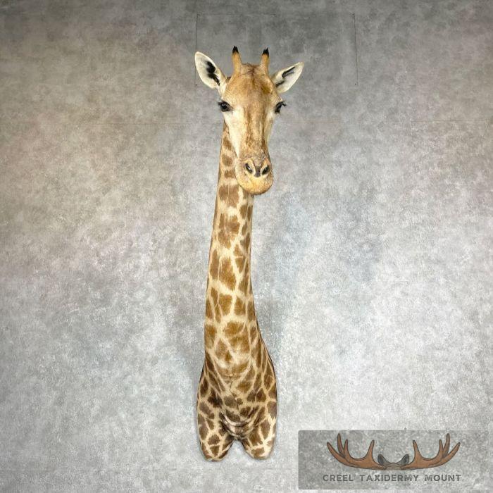 African Giraffe Taxidermy Shoulder Mount For Sale - Creel Taxidermy