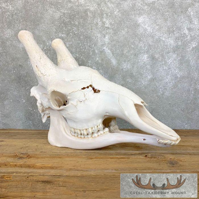 African Giraffe Skull Taxidermy Mount For Sale - Creel Taxidermy