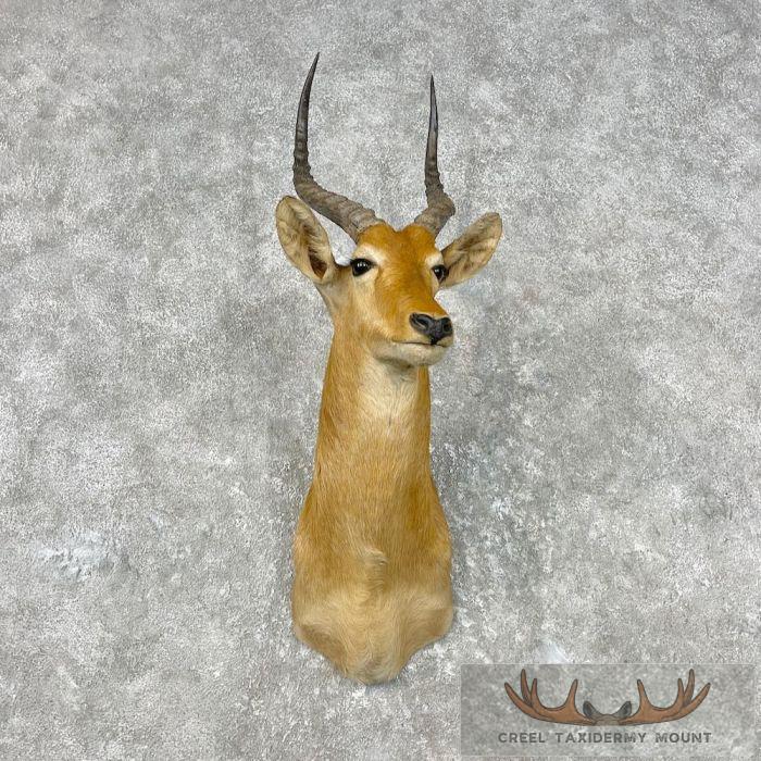 African Puku Antelope Taxidermy Shoulder Mount For Sale - Creel Taxidermy