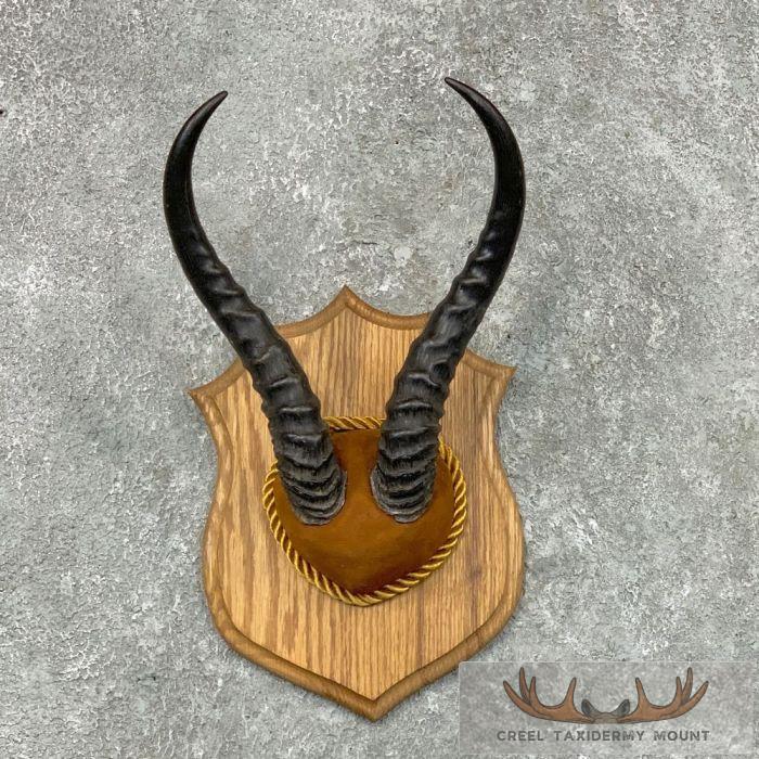 African Springbok Plaque Taxidermy Mount For Sale - Creel Taxidermy