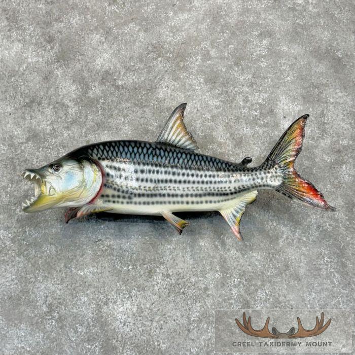 African Tigerfish Taxidermy Mount For Sale - Creel Taxidermy