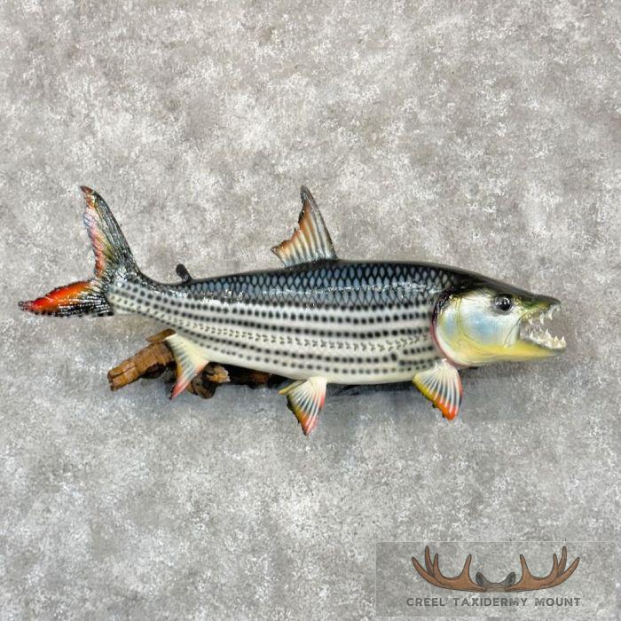 African Tigerfish Taxidermy Mount For Sale - Creel Taxidermy