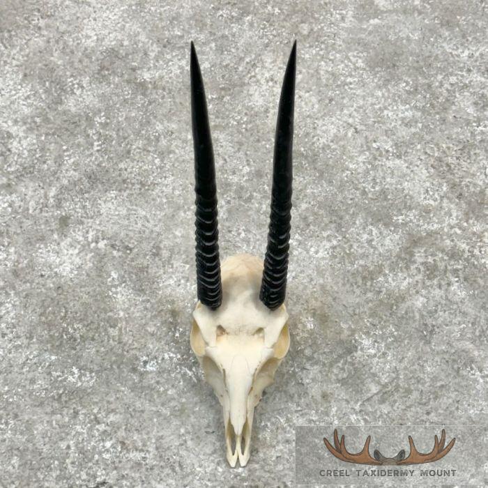 African Vaal Rhebok Skull European Mount For Sale - Creel Taxidermy