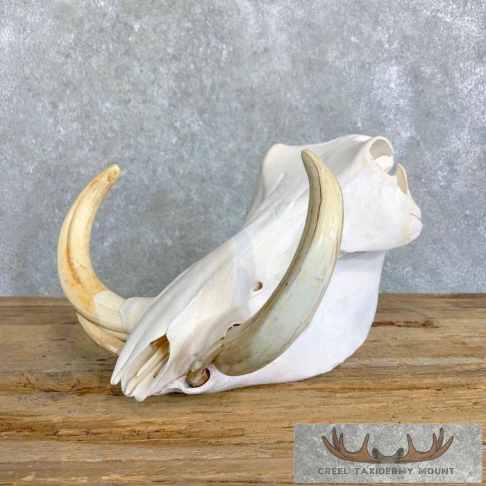 African Warthog Full Skull For Sale - Creel Taxidermy