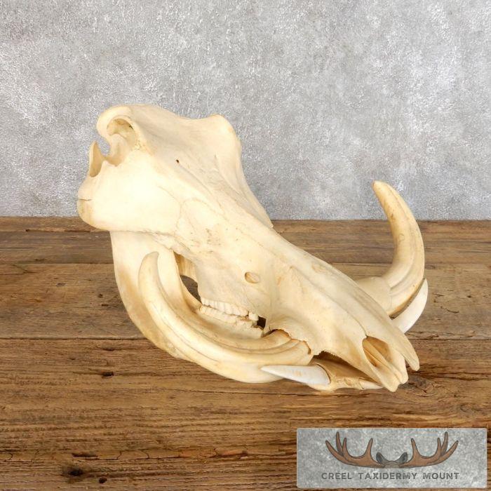 warthog skull display