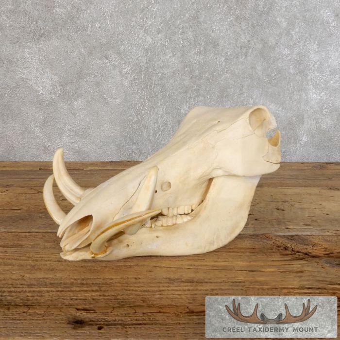 Warthog Skull & Tusks Taxidermy Mount For Sale - Creel Taxidermy