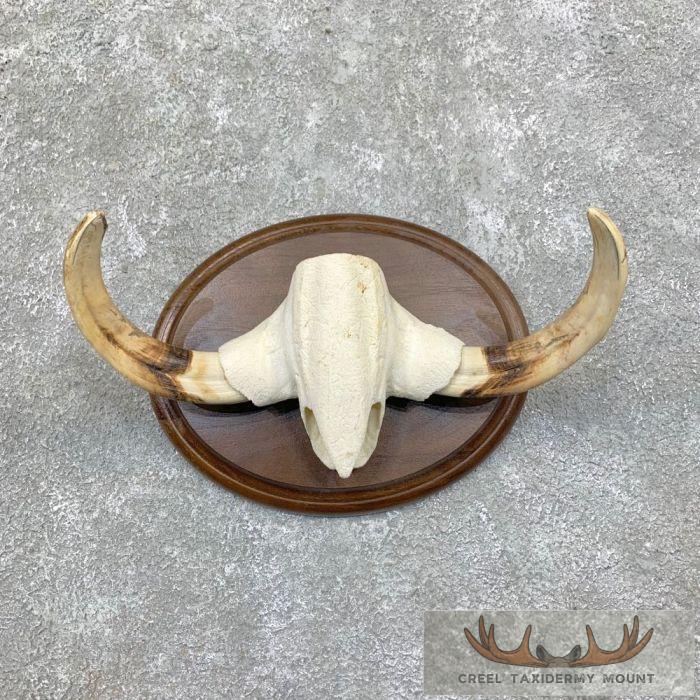 African Warthog Tusk Display For Sale - Creel Taxidermy