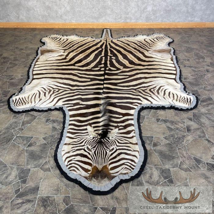 African Zebra Full-Size Taxidermy Rug For Sale - Creel Taxidermy