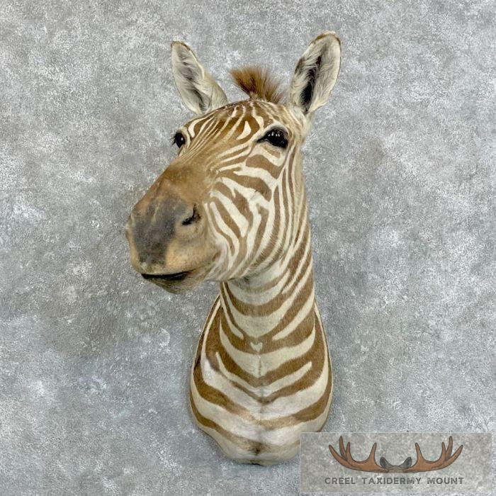 zebra head mount