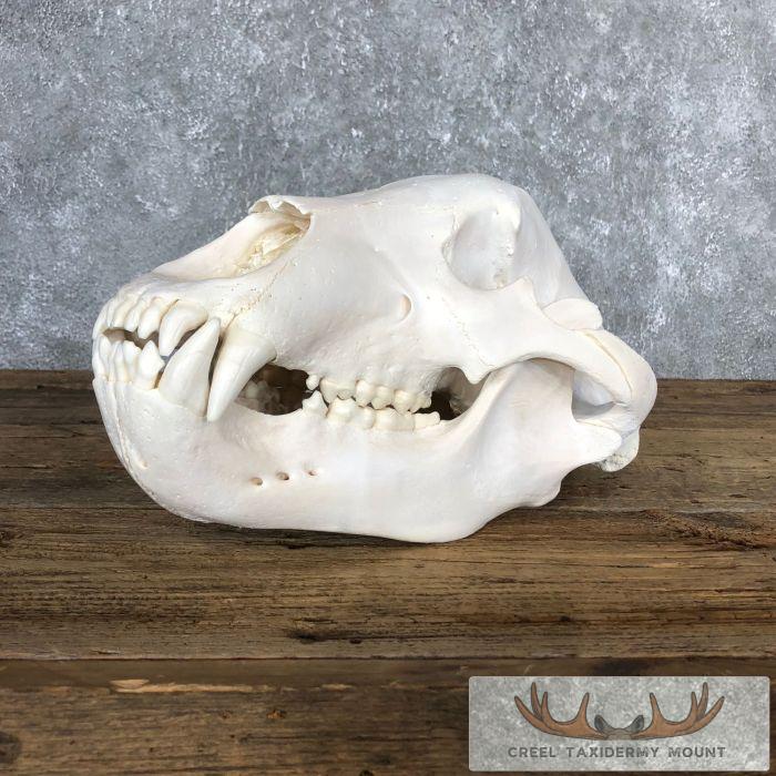 Coastal Brown Bear Full Skull Mount For Sale - Creel Taxidermy