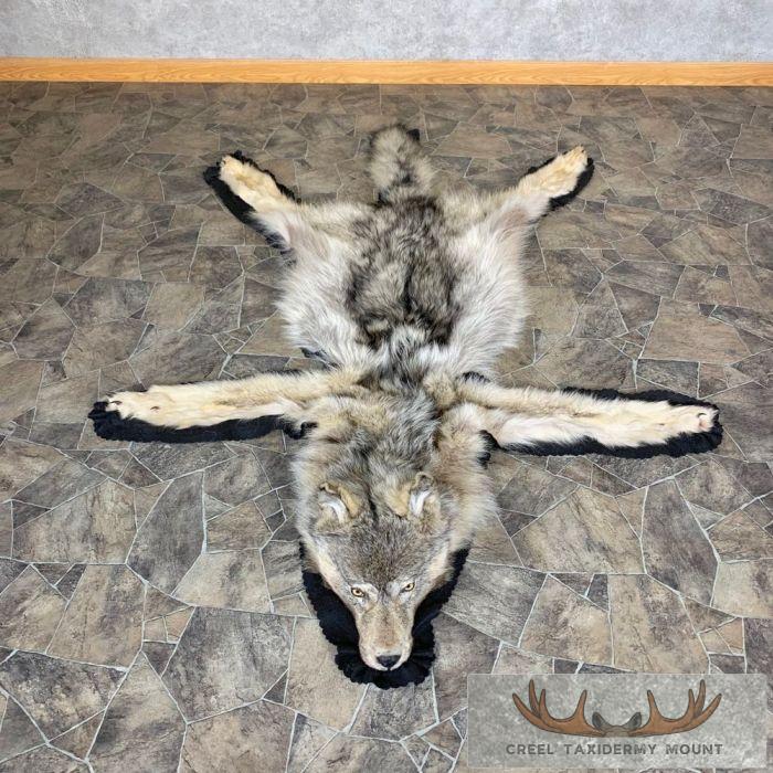 Alaskan Grey Wolf Full Rug Taxidermy Mount For Sale - Creel Taxidermy