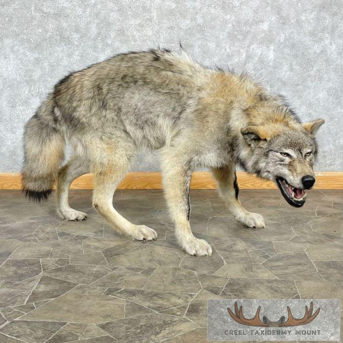 Alaskan Grey Wolf Life-Size Taxidermy Mount For Sale - Creel Taxidermy
