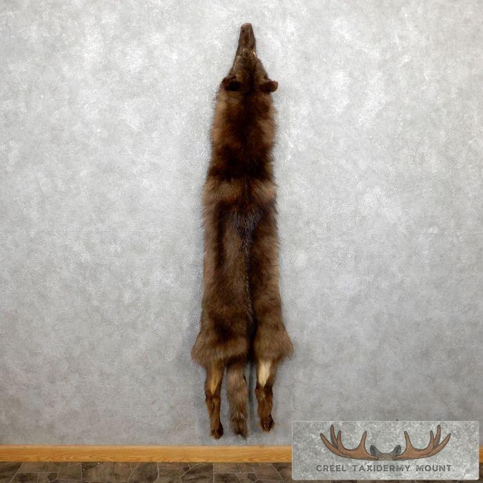 Alaskan Grey Wolf Tanned Hide For Sale - Creel Taxidermy