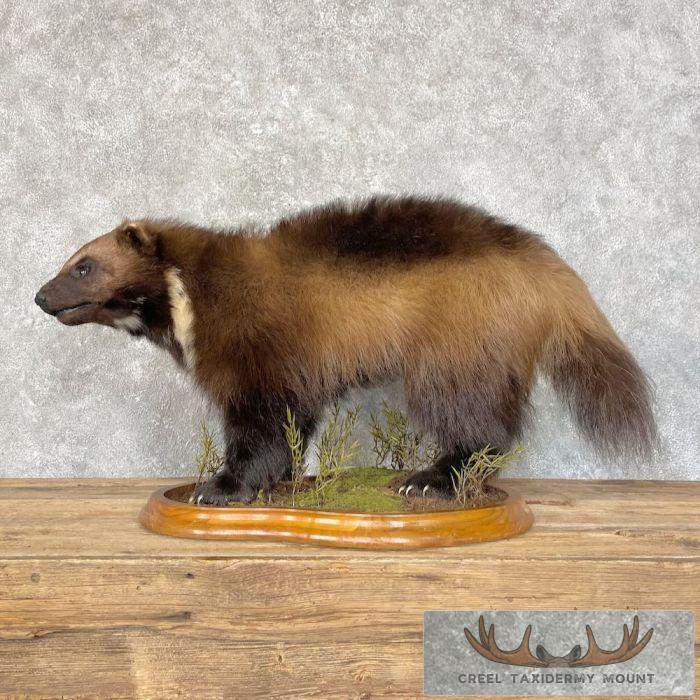 Alaskan Wolverine Taxidermy Mount For Sale - Creel Taxidermy