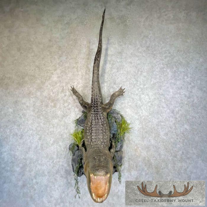 Alligator Life-Size Taxidermy Mount For Sale - Creel Taxidermy