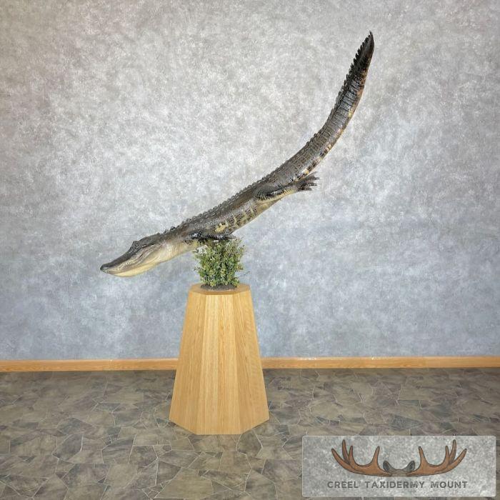 Alligator Life-Size Pedestal Taxidermy Mount For Sale - Creel Taxidermy