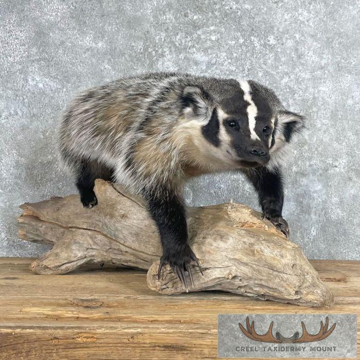 American Badger Life-Size Taxidermy Mount For Sale - Creel Taxidermy