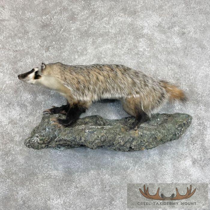 American Badger Life-Size Taxidermy Mount For Sale - Creel Taxidermy