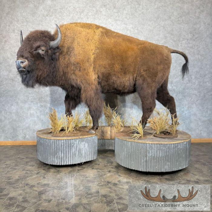 American Buffalo Life-Size Taxidermy Mount For Sale - Creel Taxidermy