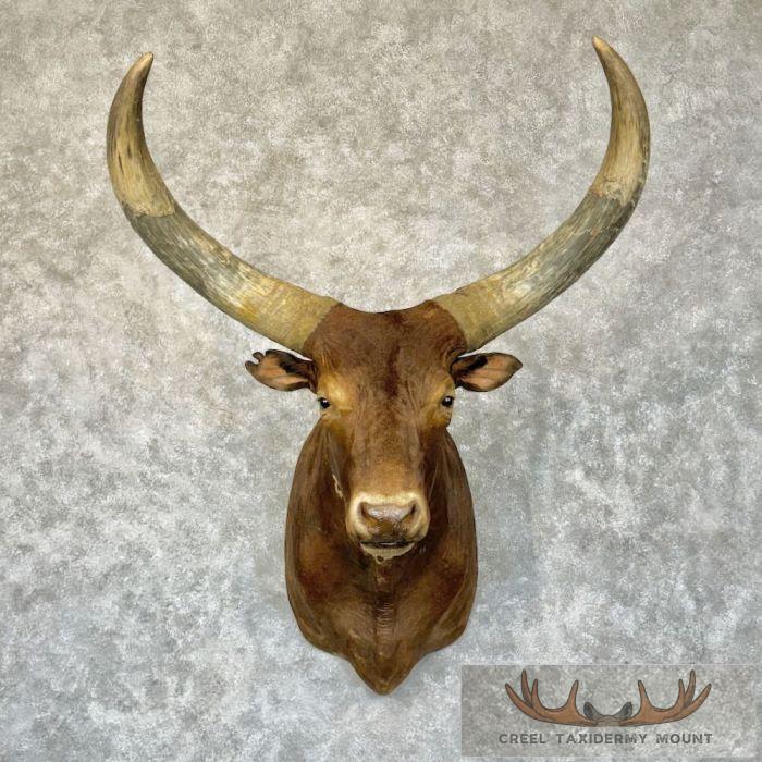Ankole Watusi Longhorn Taxidermy Shoulder Mount For Sale - Creel Taxidermy
