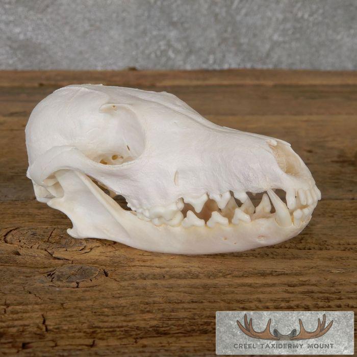 Arctic Fox Skull Taxidermy For Sale - Creel Taxidermy