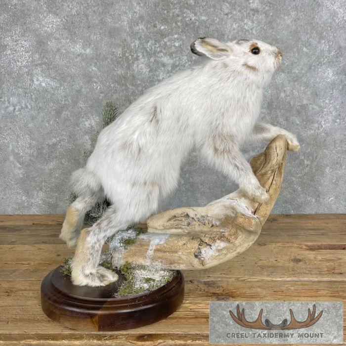 Arctic Hare (Rabbit) Taxidermy Mount For Sale - Creel Taxidermy
